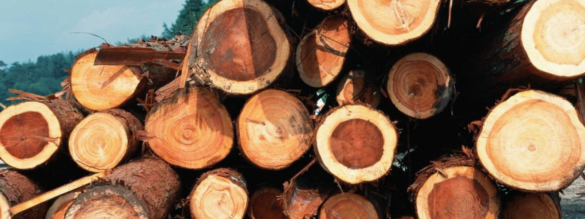 Nine Major Wood Defects Explained - Linyi Bait